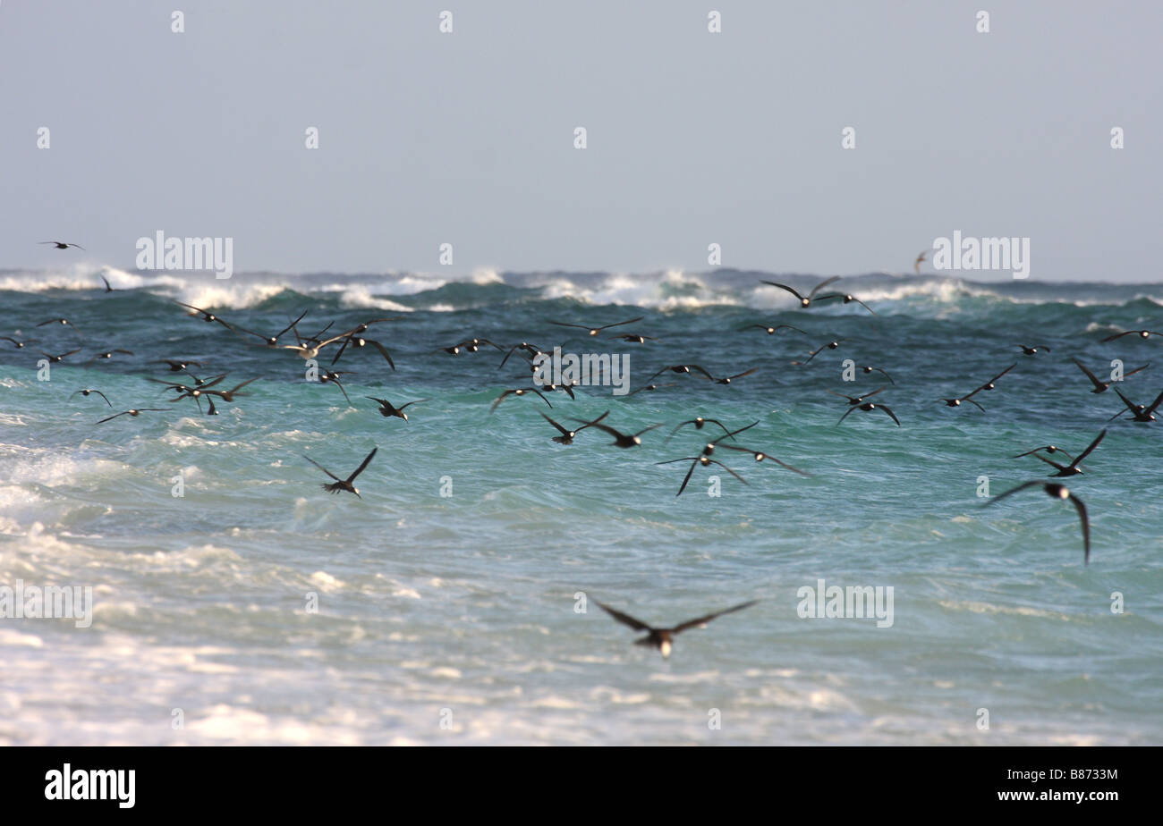 Common noddies hi-res stock photography and images - Alamy