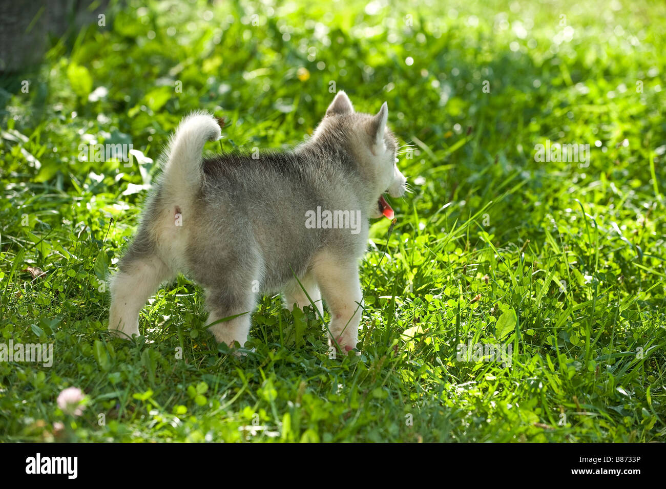 Siberian husky pedigree dog hi-res stock photography and images - Alamy