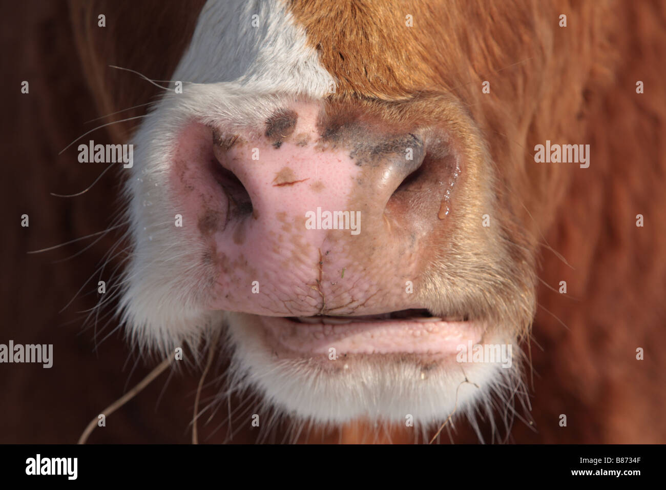 Calf head hi-res stock photography and images - Alamy