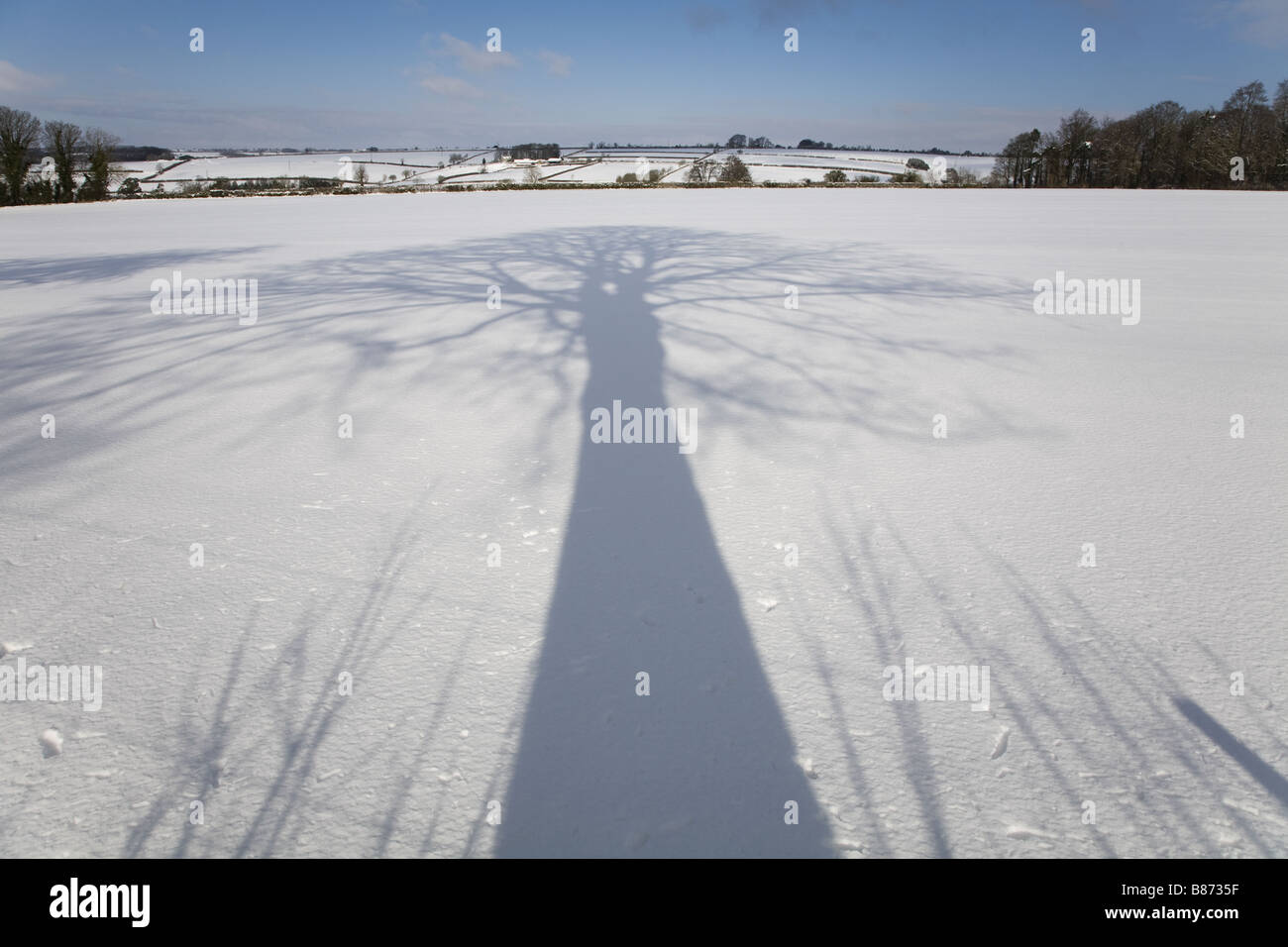 shadow of a oak tree on snow Stock Photo - Alamy