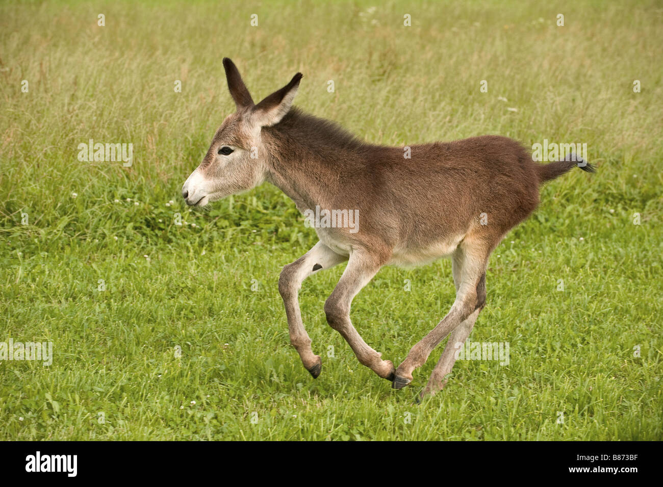 donkey foal - walking on meadow Stock Photo - Alamy