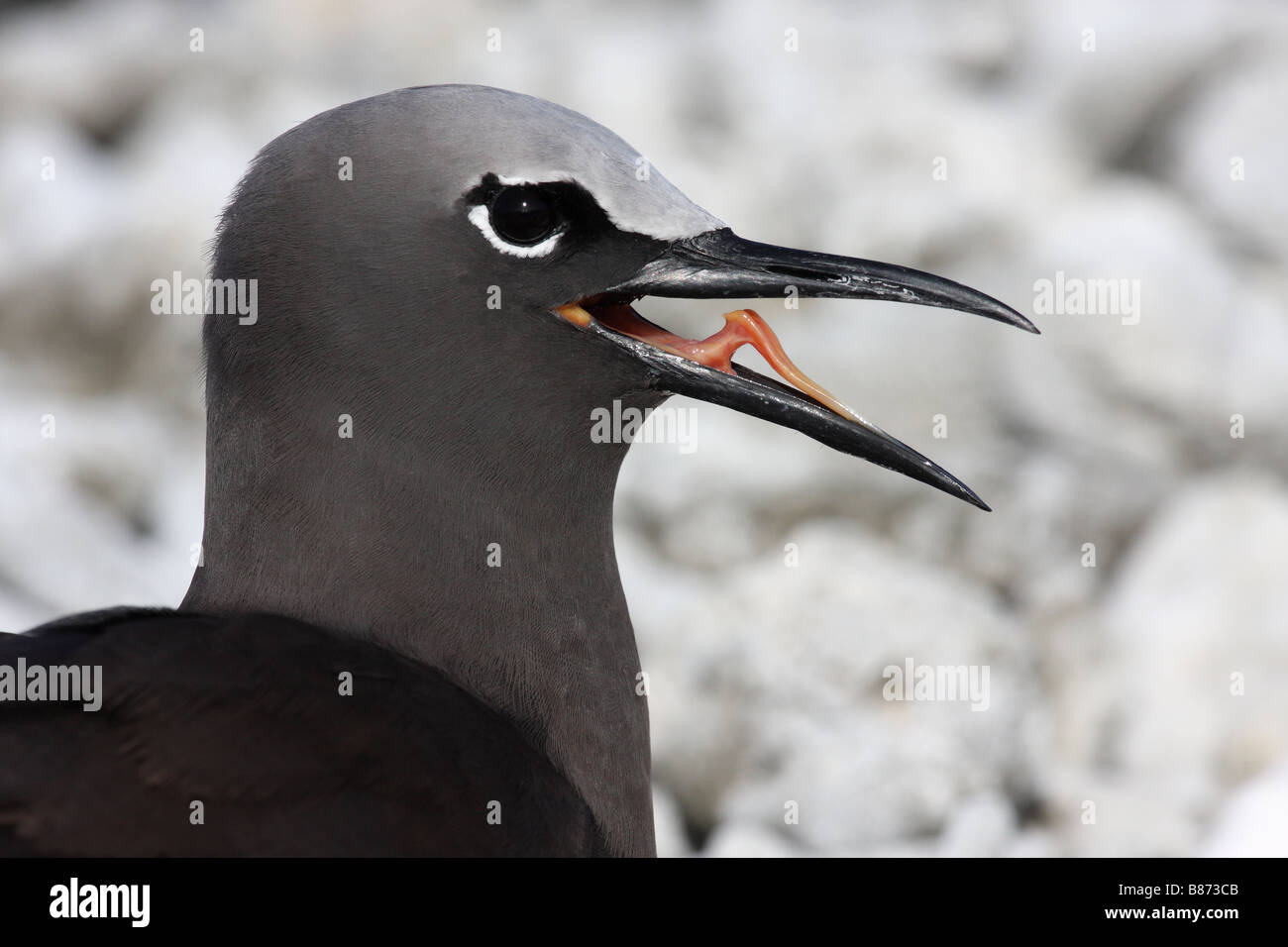 Common brown noddy hi-res stock photography and images - Alamy
