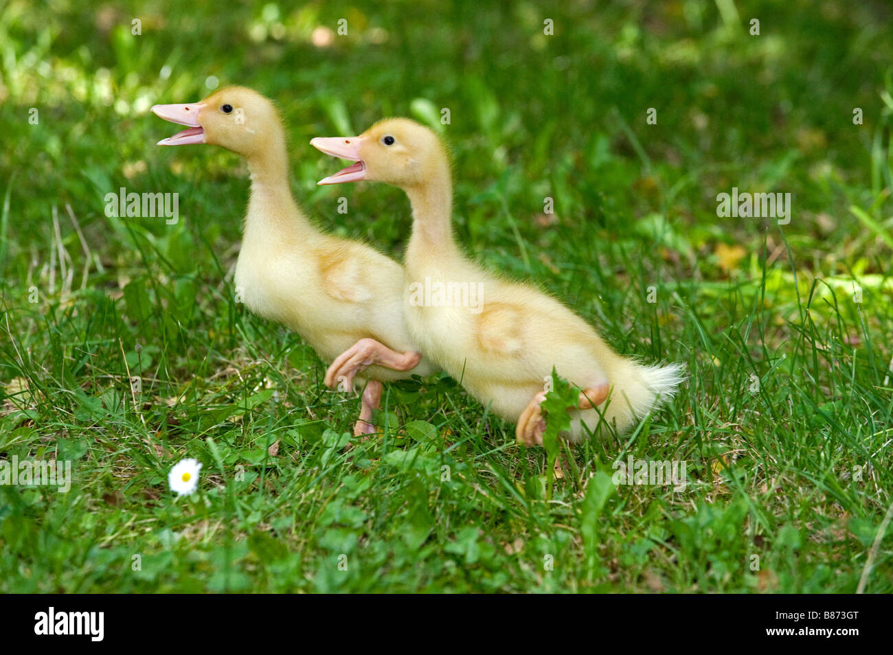 two ducklings on meadow Stock Photo - Alamy