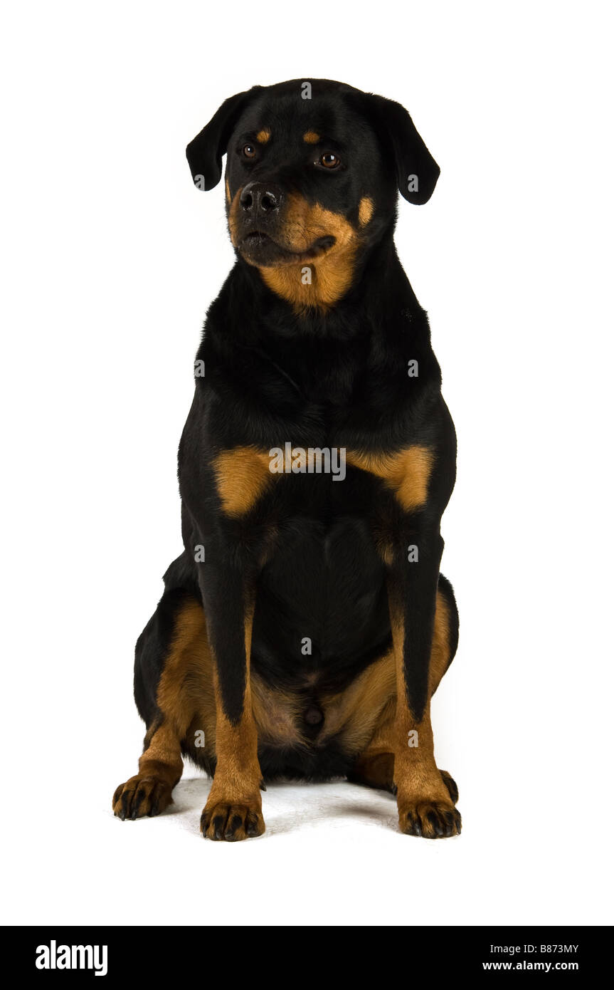 Black brown rottweiler dog Cut Out Stock Images & Pictures - Alamy