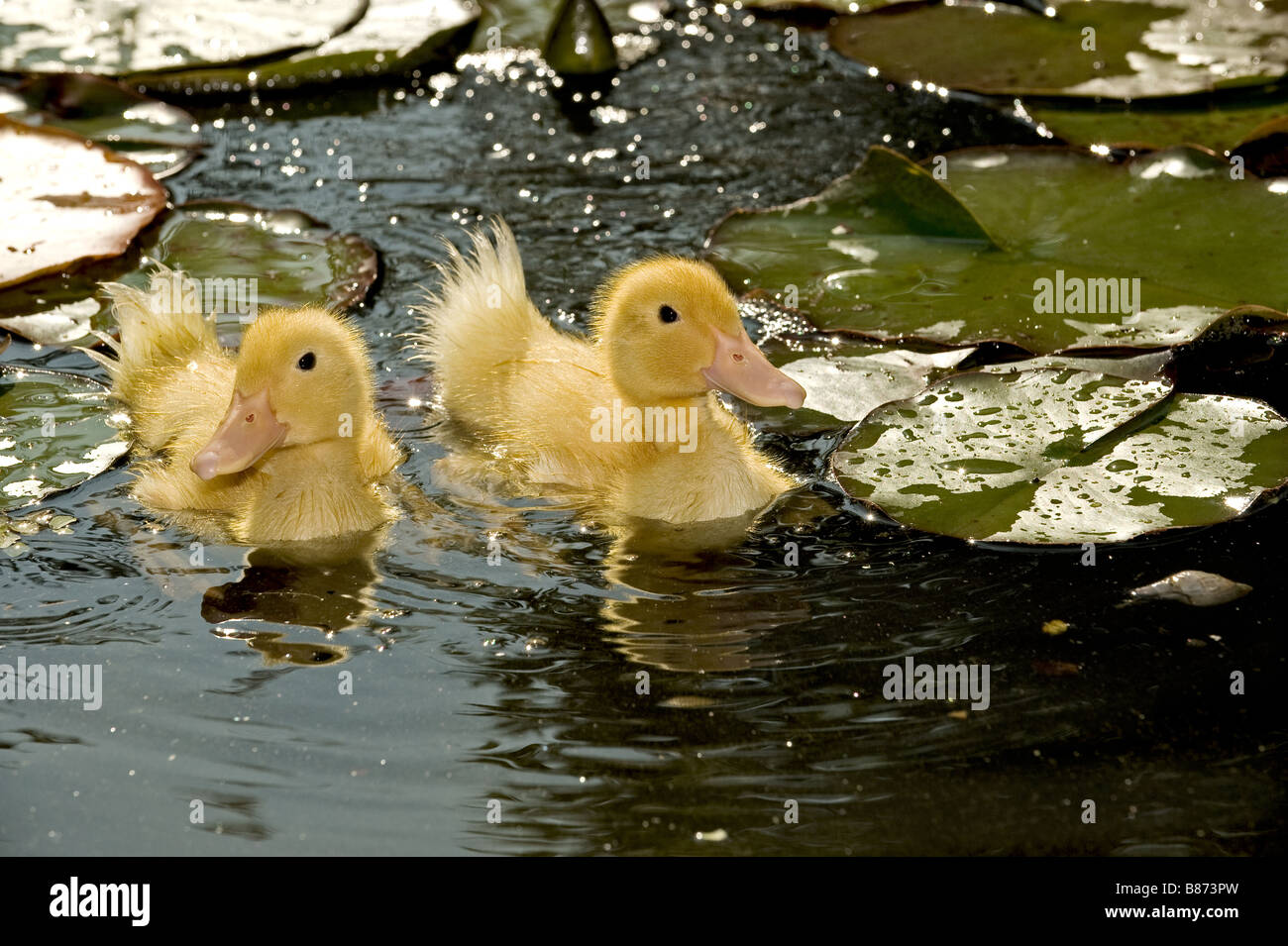 two ducklings - swimming Stock Photo - Alamy