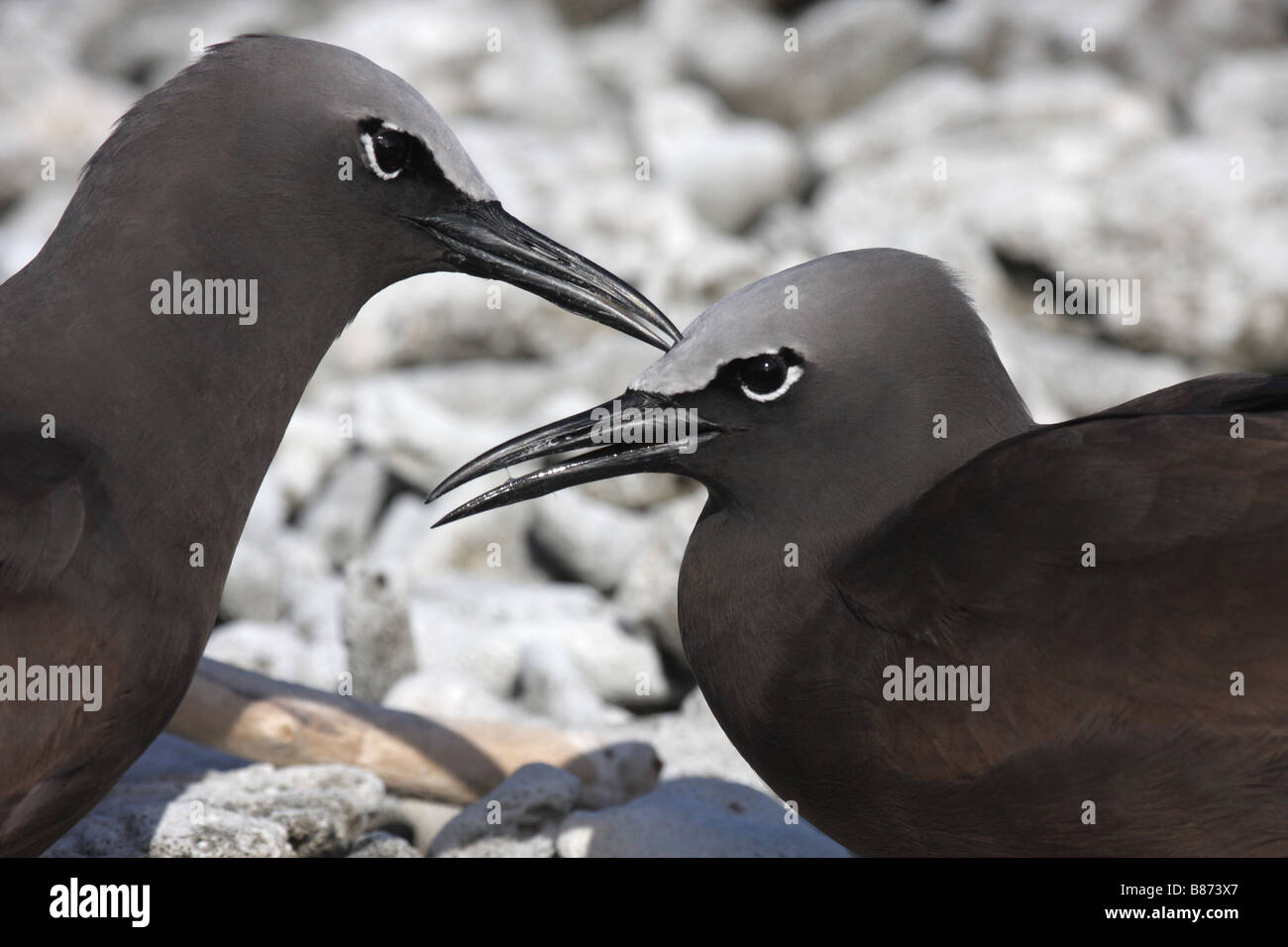 common noddy one adult preening another Stock Photo - Alamy