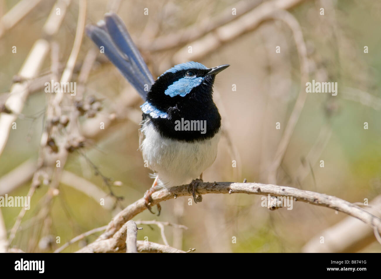 Australian blue wren hi-res stock photography and images - Alamy