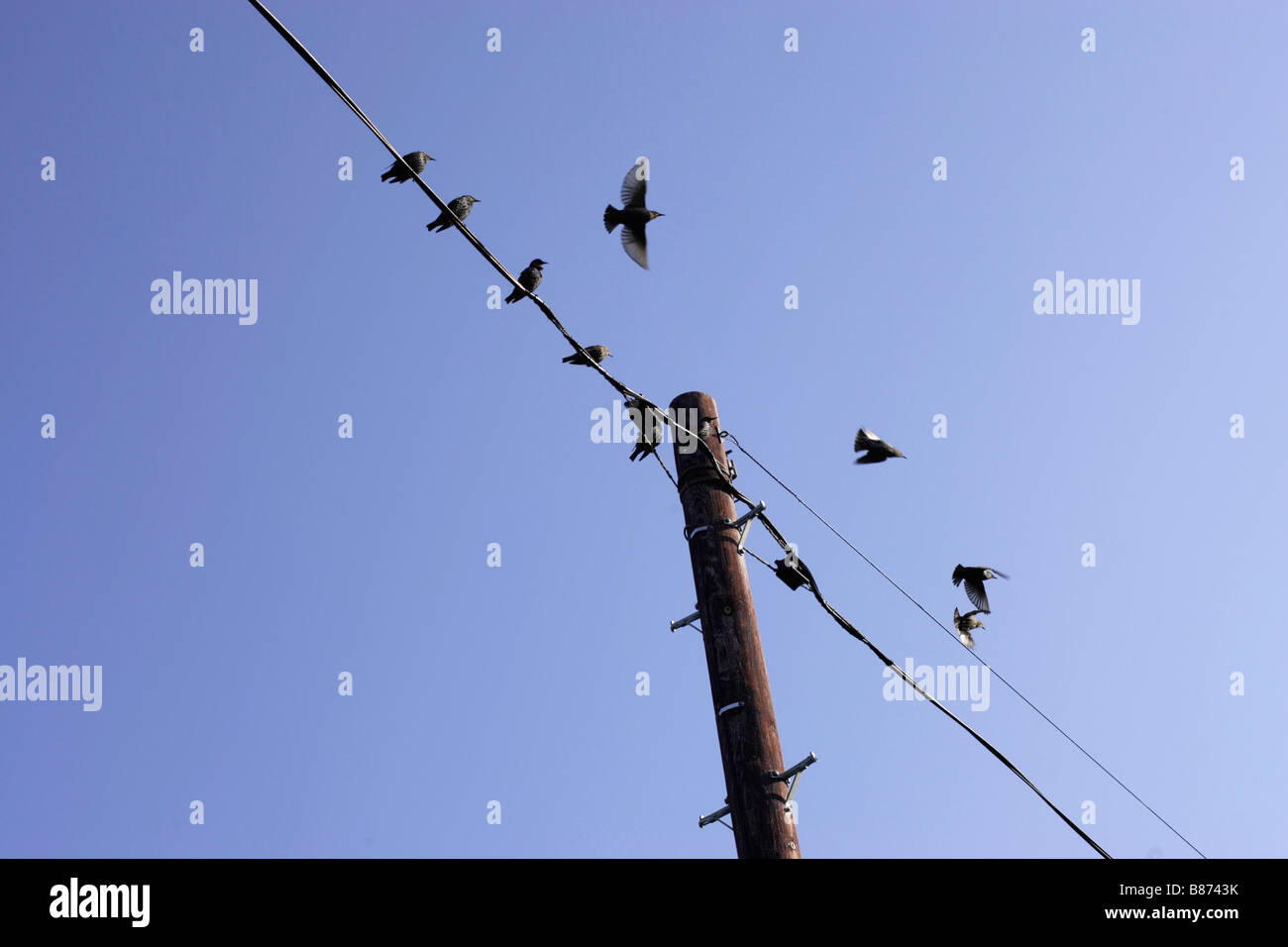 Birds on a telephone wire Stock Photo - Alamy