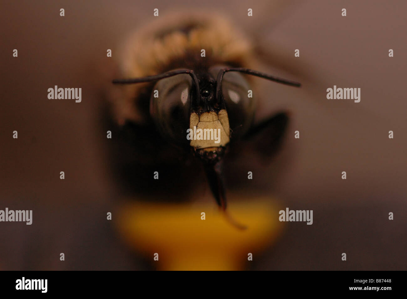 Bumble bee extreme close up hi-res stock photography and images - Alamy