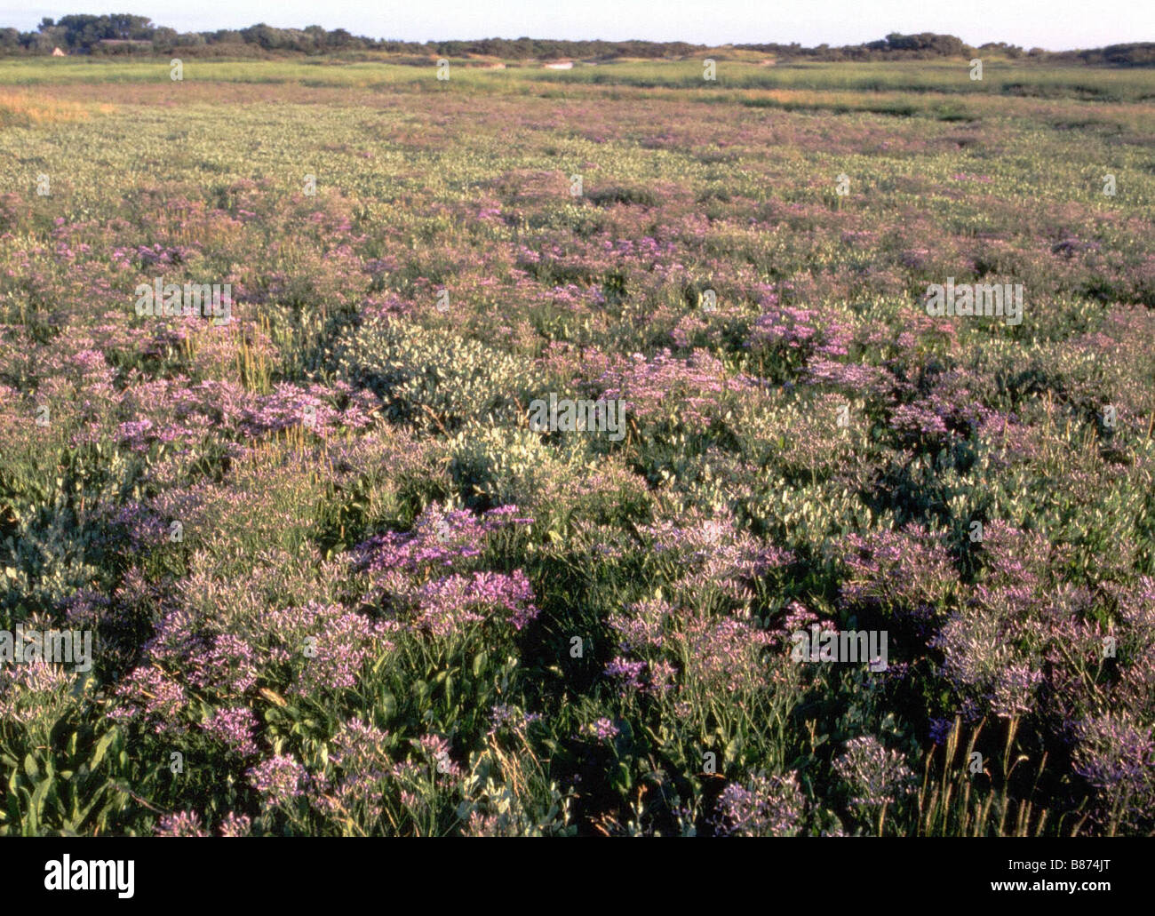 Sea lilacs statice maritime hi-res stock photography and images - Alamy