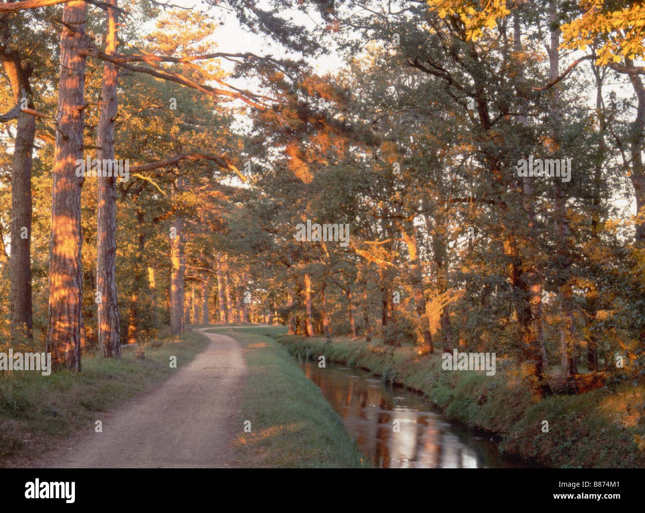 Sector on the outskirts of Revel, plantation of Scotch firs Stock Photo ...
