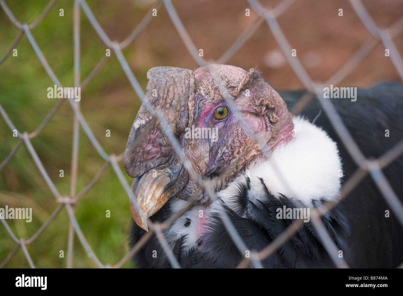 Andean Condor, in captivity Stock Photo - Alamy