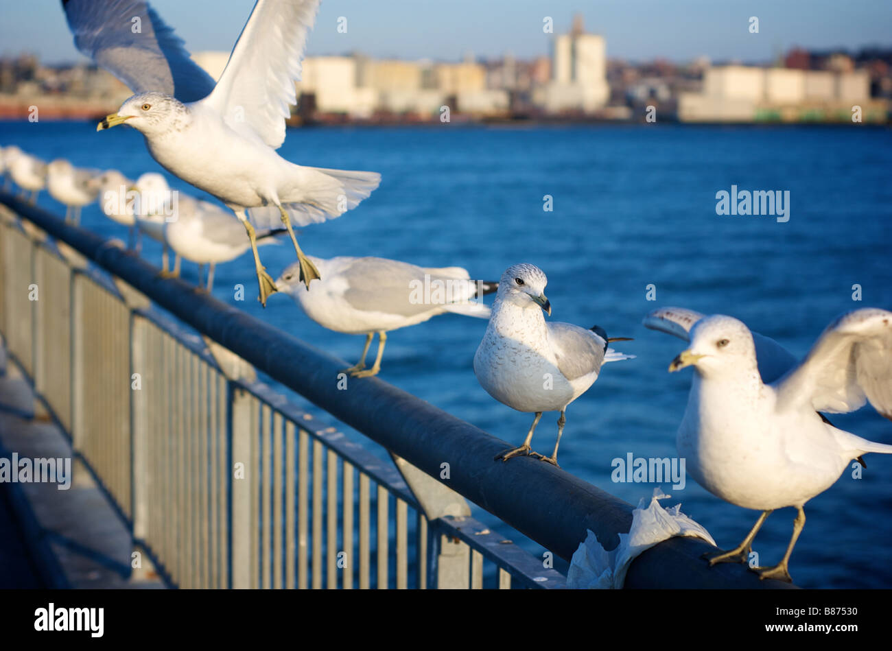 Many seagulls on the wing hi-res stock photography and images - Alamy