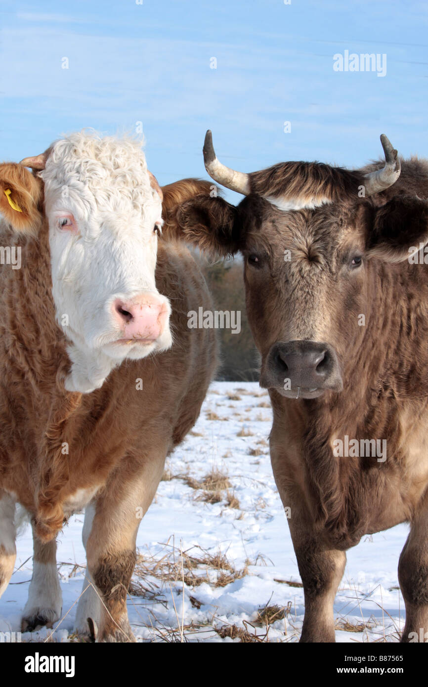 'charalaris bullock', bull, calf, cow, baby, inquisitive, looking ...
