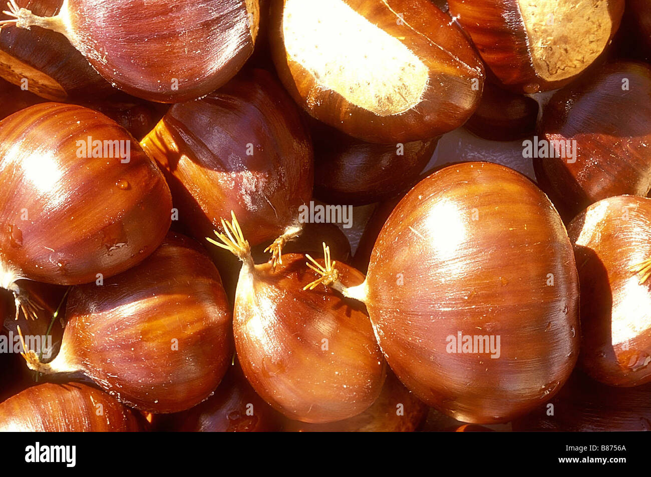 Chataignes hi-res stock photography and images - Alamy