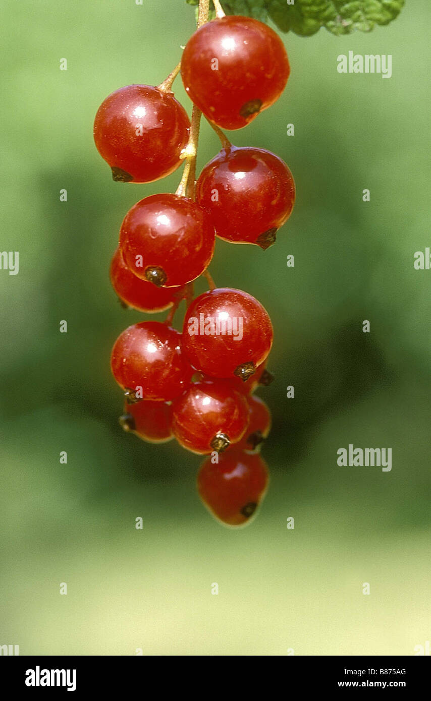 Groseilles hi-res stock photography and images - Alamy