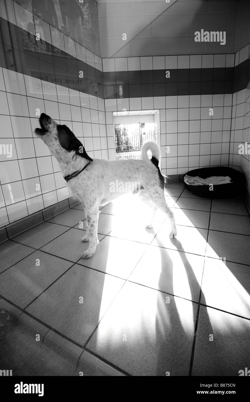 dog in kennel Stock Photo - Alamy