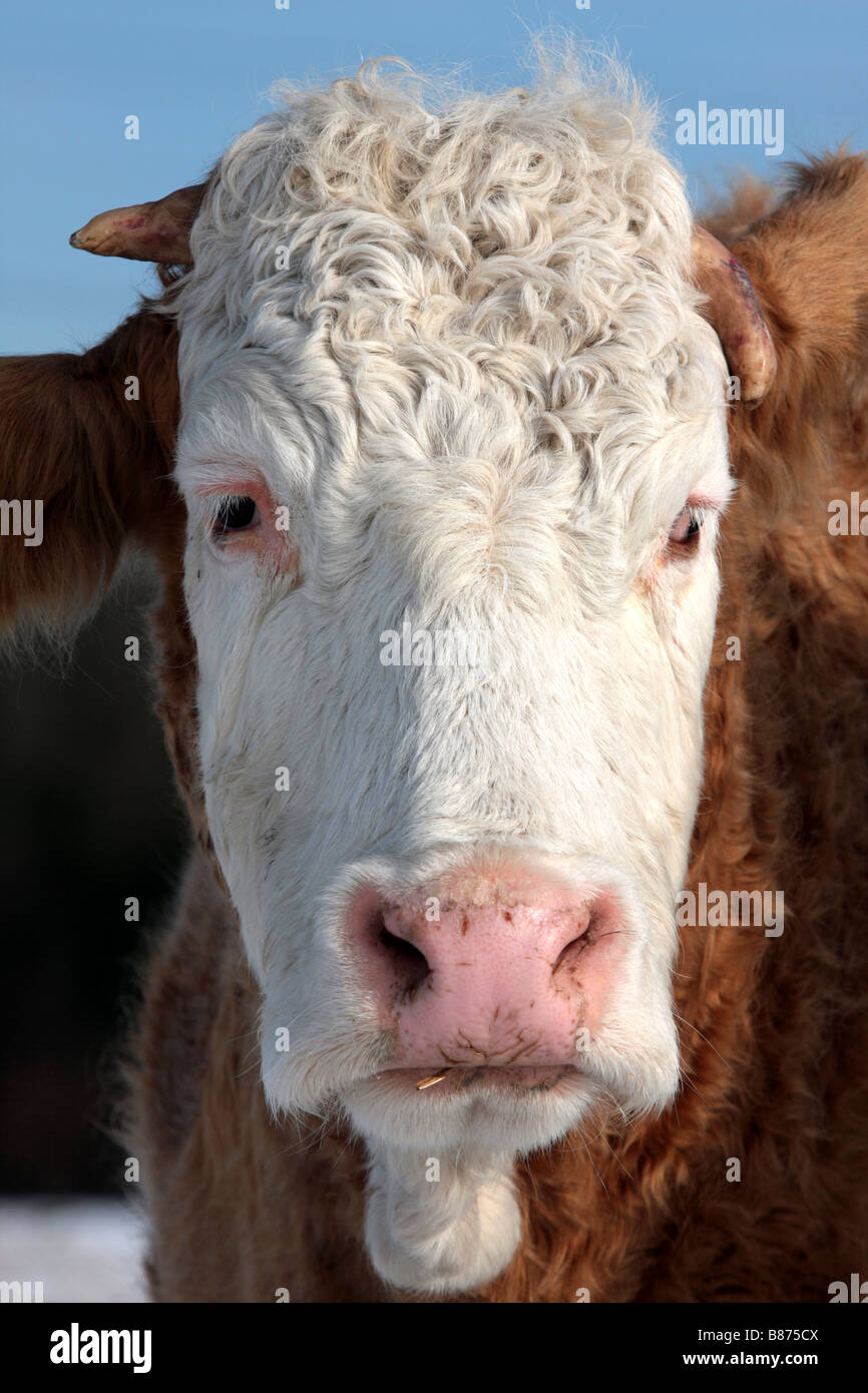 headshot 'charalaris bullock', bull, calf Stock Photo - Alamy