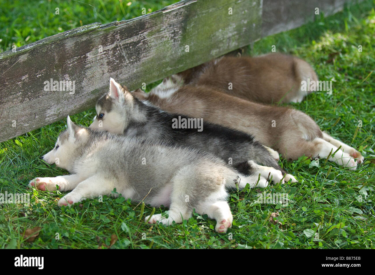 Siberian Husky - four puppies on meadow Stock Photo - Alamy