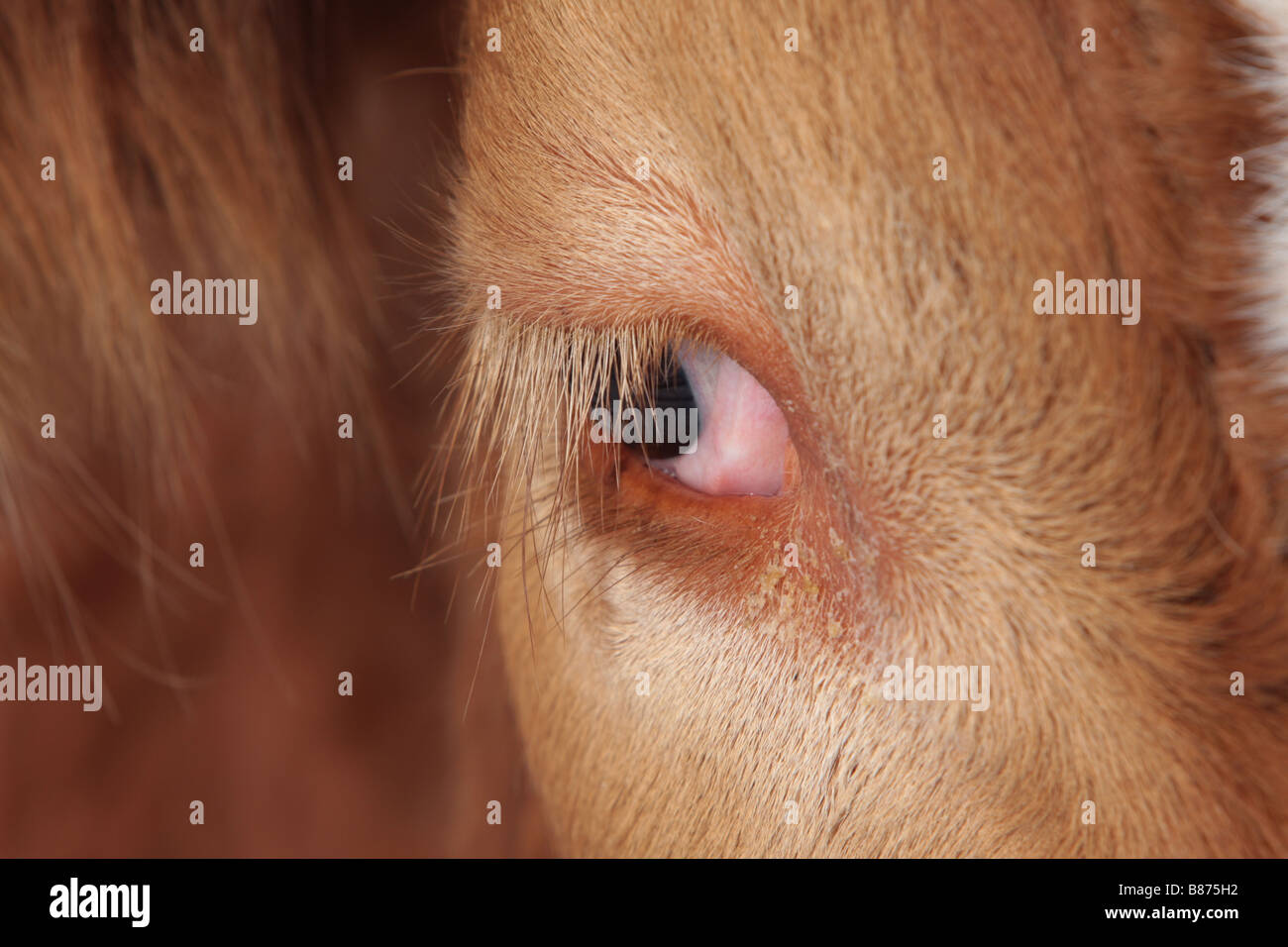 a'charalaris bullock', bull, calf, cow, baby, inquisitive, looking ...