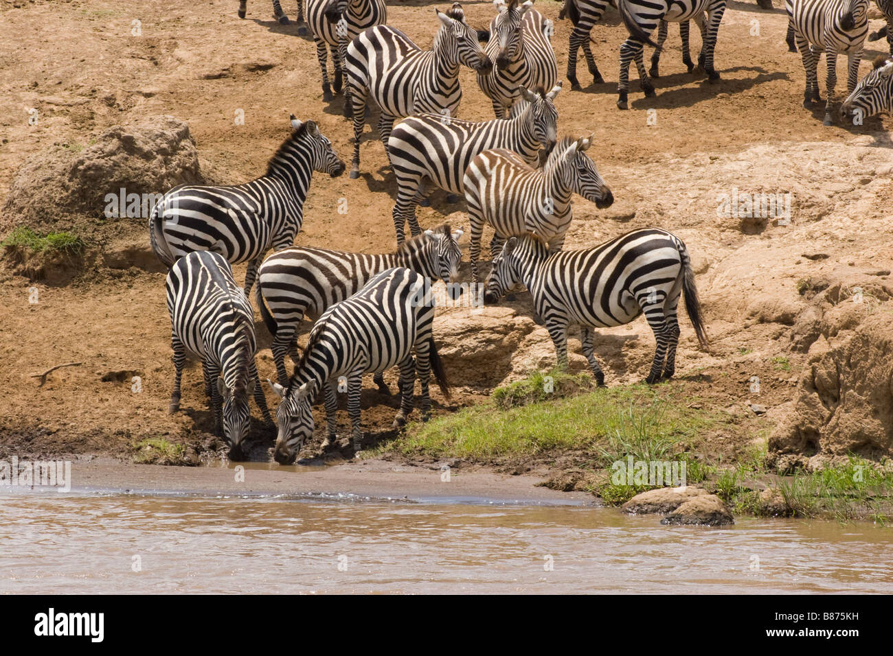 Zebra drinking at river Stock Photo - Alamy