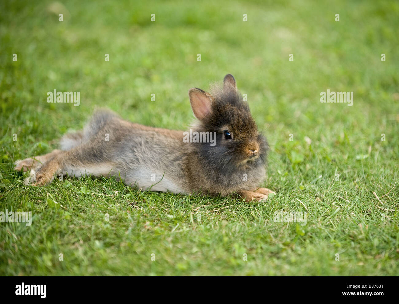 young lion-headed dwarf rabbit - lying on meadow Stock Photo - Alamy