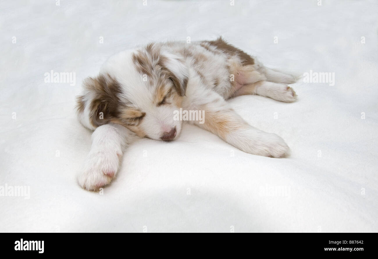 Australian Shepherd dog - puppy - sleeping Stock Photo - Alamy