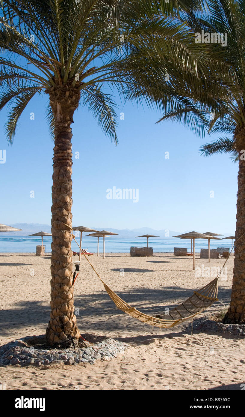 palm tree beach holiday vacation hammock sea sun sunshine sunny relax ...