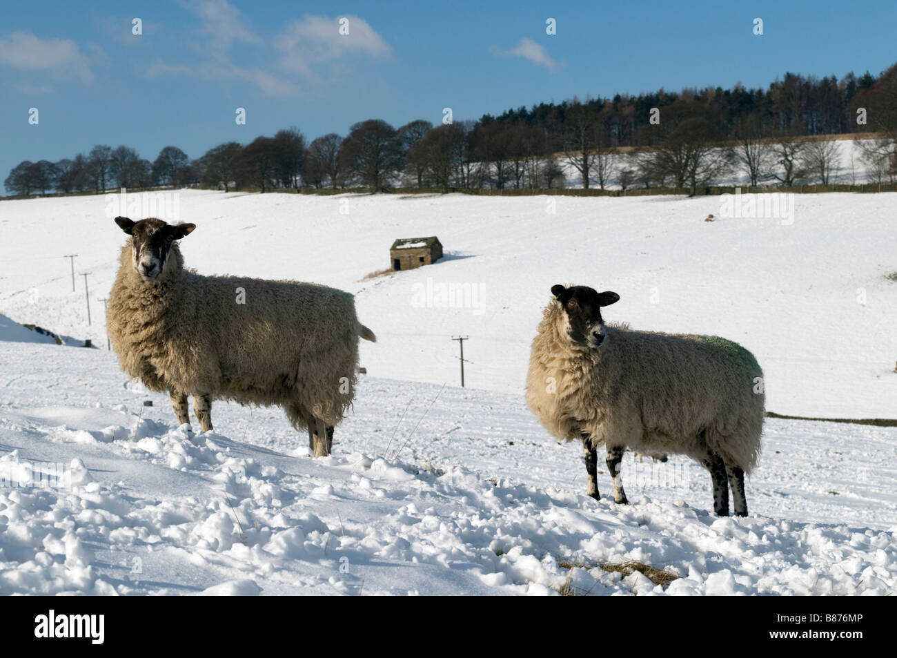 Sheep in snow hi-res stock photography and images - Alamy