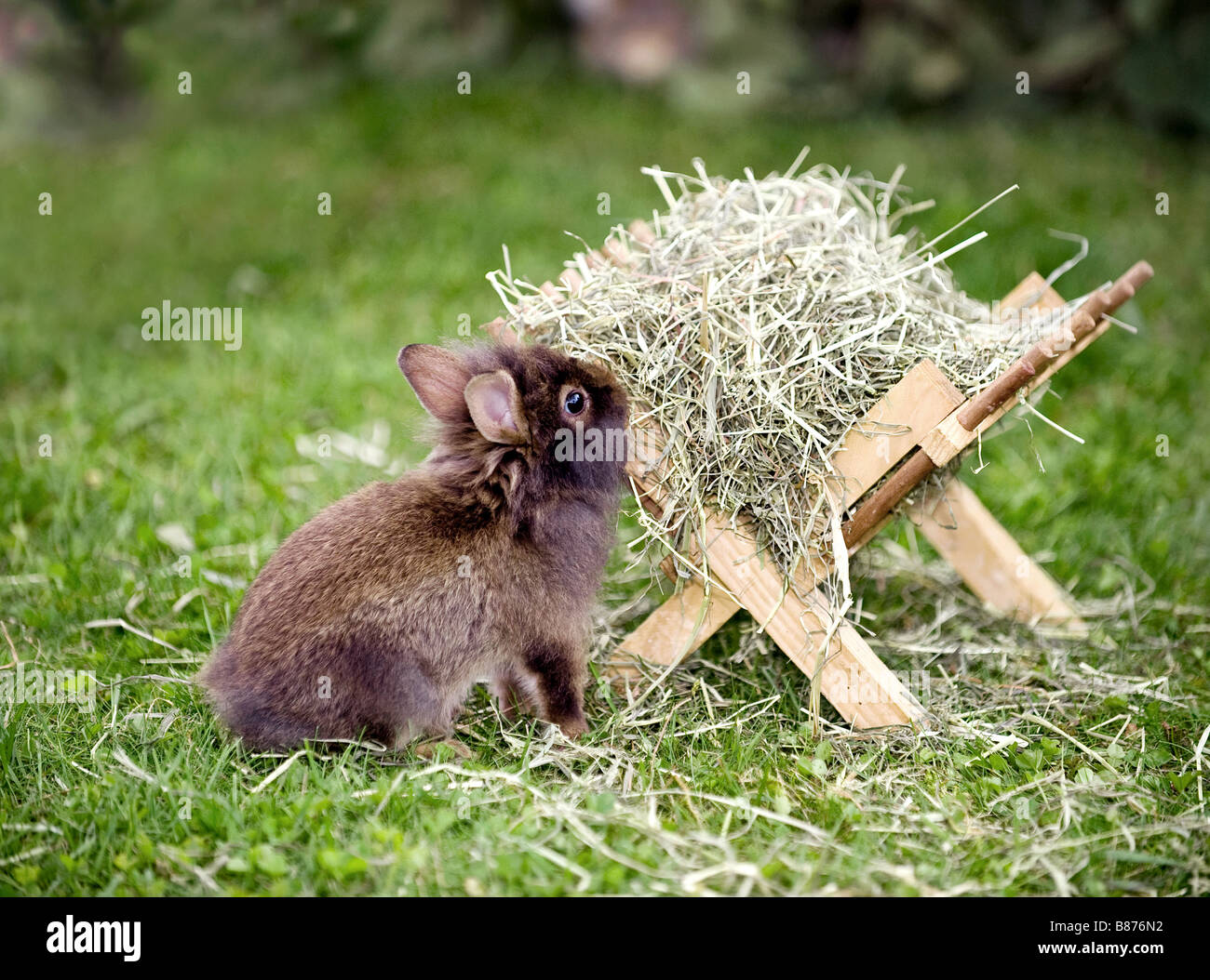 lion-headed dwarf rabbit - munching Stock Photo - Alamy