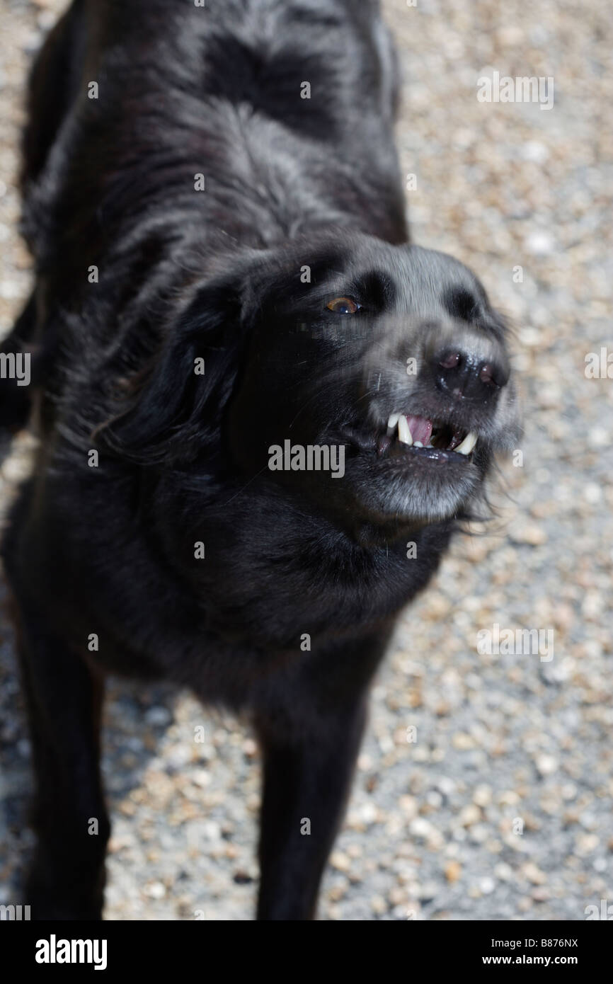 Scary Dog Stock Photos & Scary Dog Stock Images - Alamy