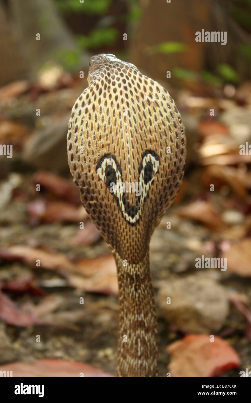 King Cobra Back Of Head 566 Cobra Head Stock Photos, High Res