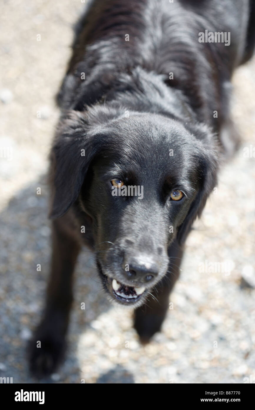 Fierce dog hi-res stock photography and images - Alamy