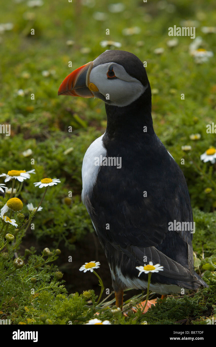 Puffin Portrait amongst flowers Stock Photo - Alamy