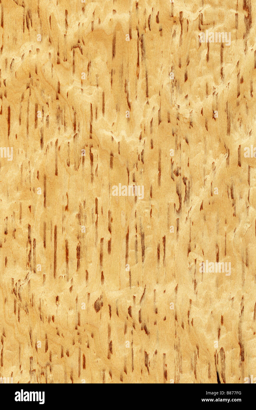 Texture of birch high detailed wood texture series Stock Photo - Alamy