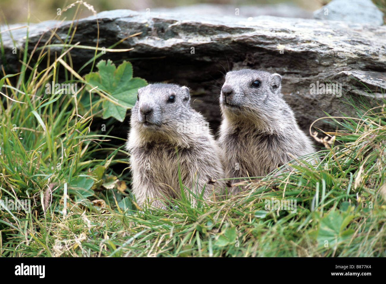 two young Alpine marmots / Marmota marmota Stock Photo - Alamy