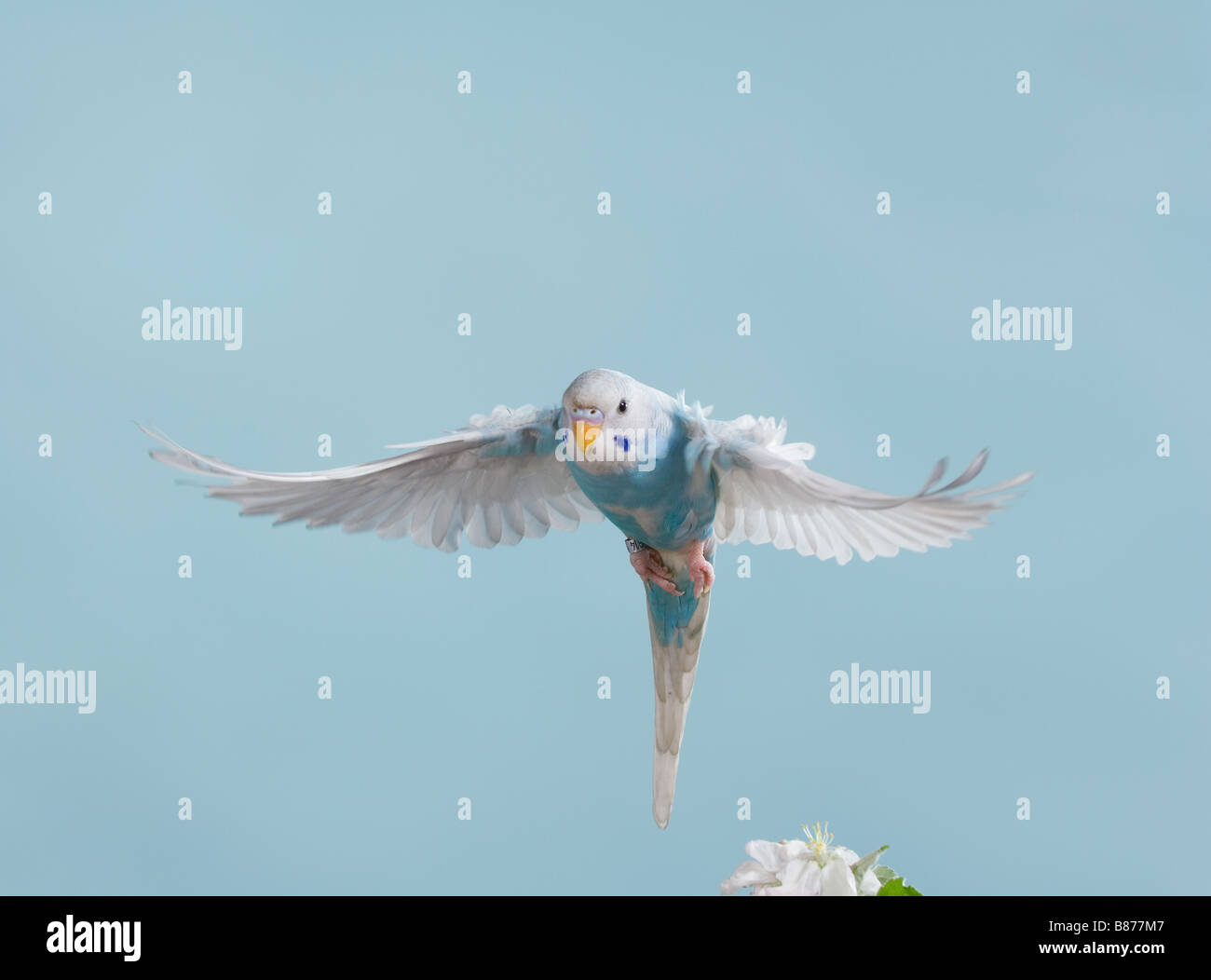 young budgerigar - flying / Melopsittacus undulatus Stock Photo - Alamy
