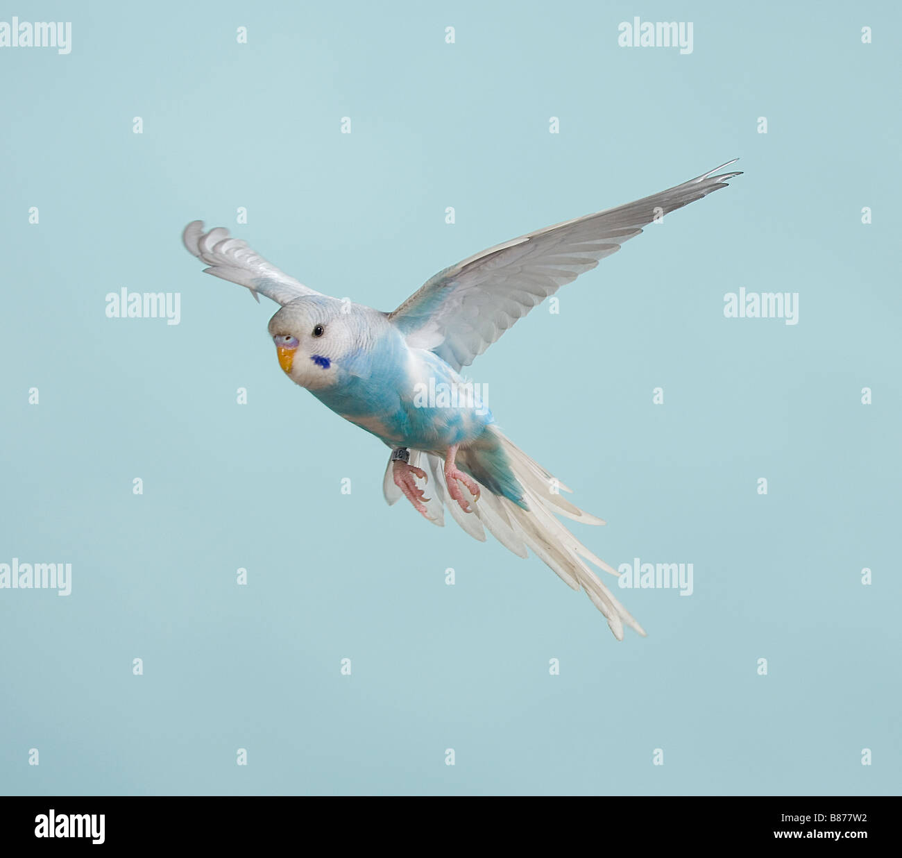 young budgerigar - flying / Melopsittacus undulatus Stock Photo - Alamy