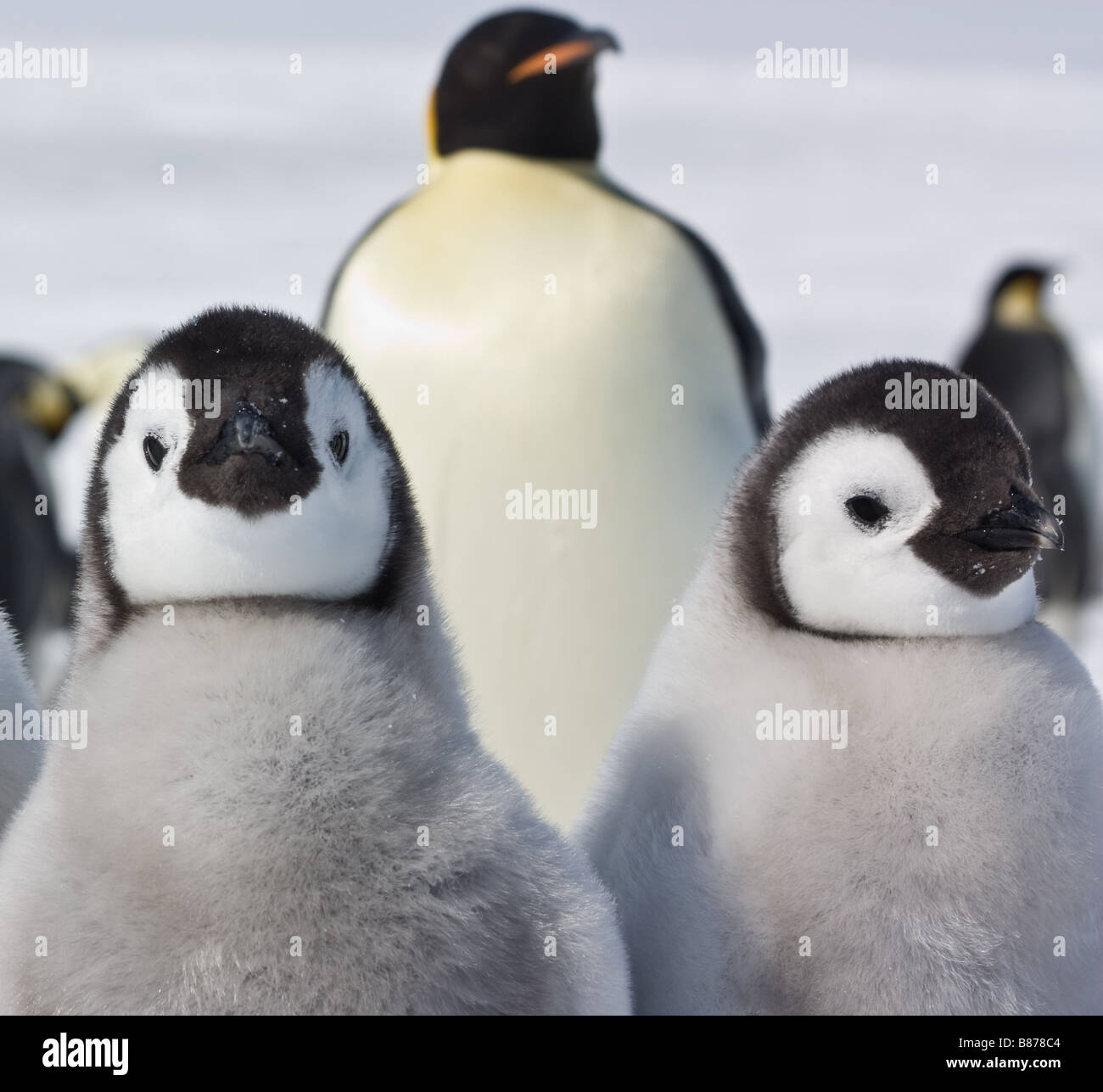 Emperor penguin chicks rookery hi-res stock photography and images - Alamy