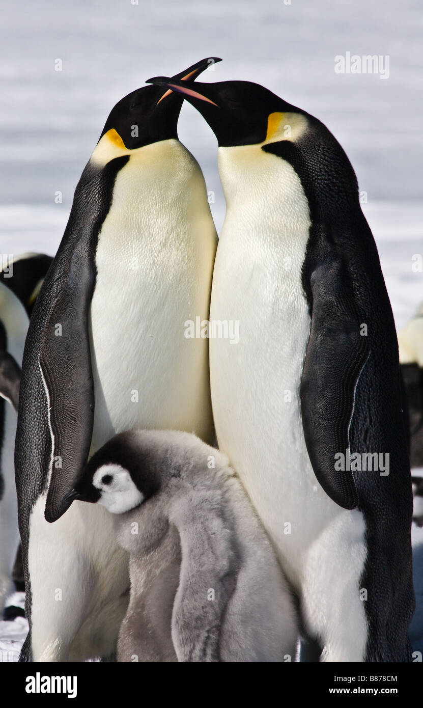 Emperor Penguin Couple Stock Photos & Emperor Penguin Couple Stock ...