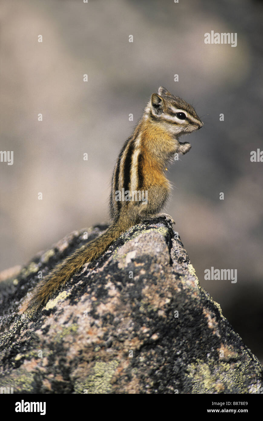 Least Chipmunk / Tamias minimus Stock Photo - Alamy
