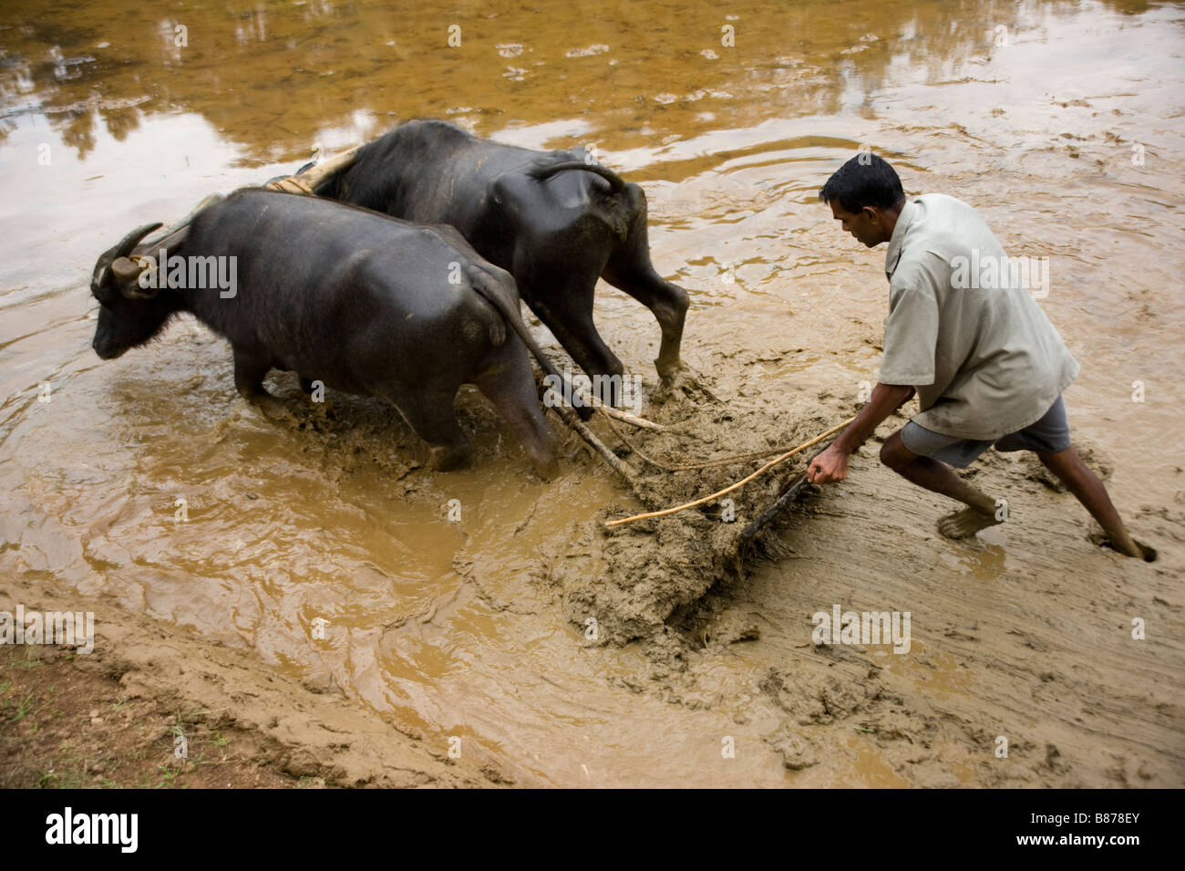 Plough rice field Sri Lanka 3697 Stock Photo - Alamy