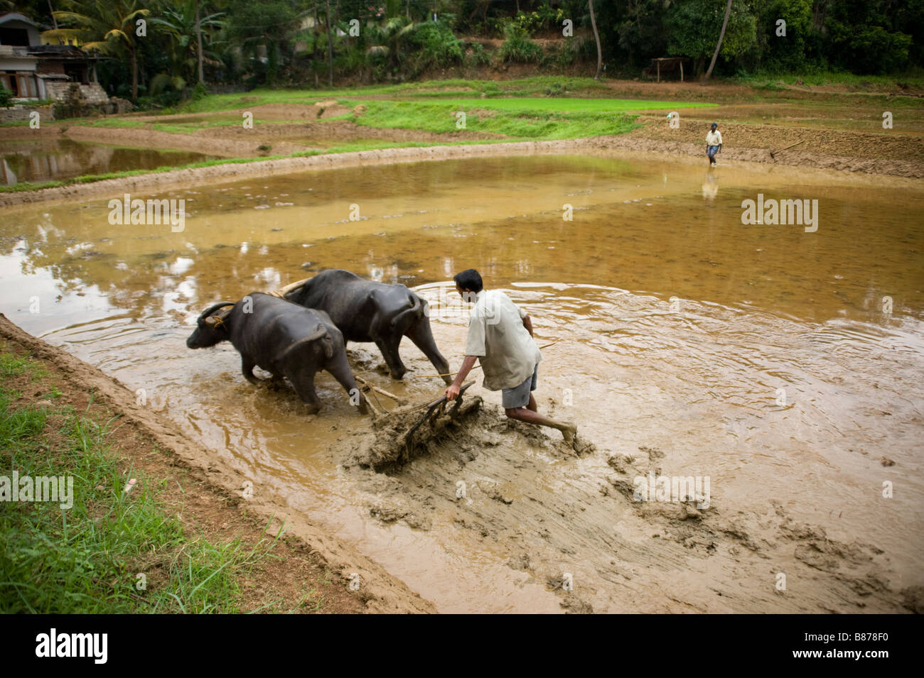 Plough rice field Sri Lanka 3697 Stock Photo - Alamy