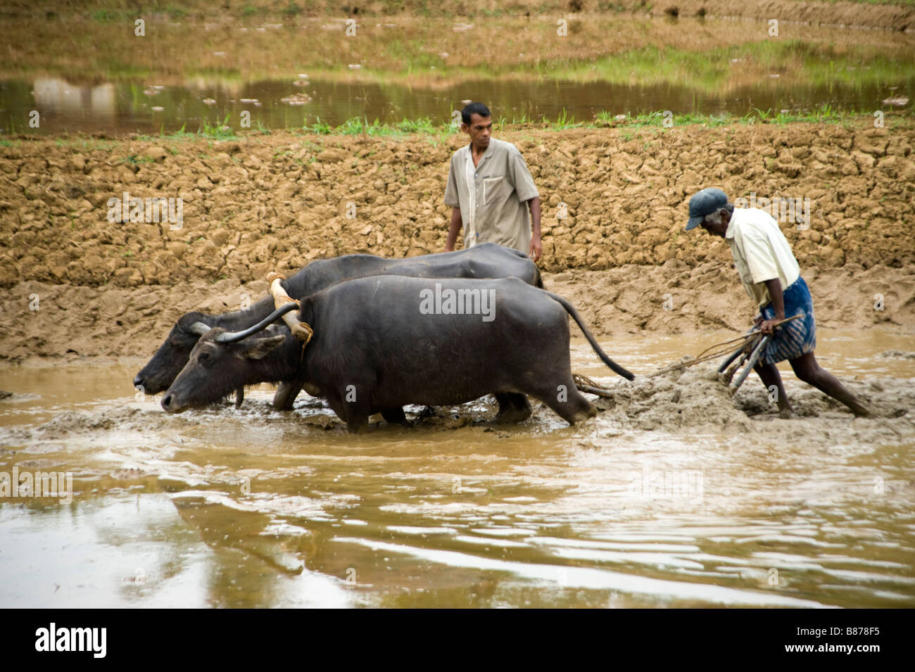 Plough rice field Sri Lanka 3697 Stock Photo - Alamy