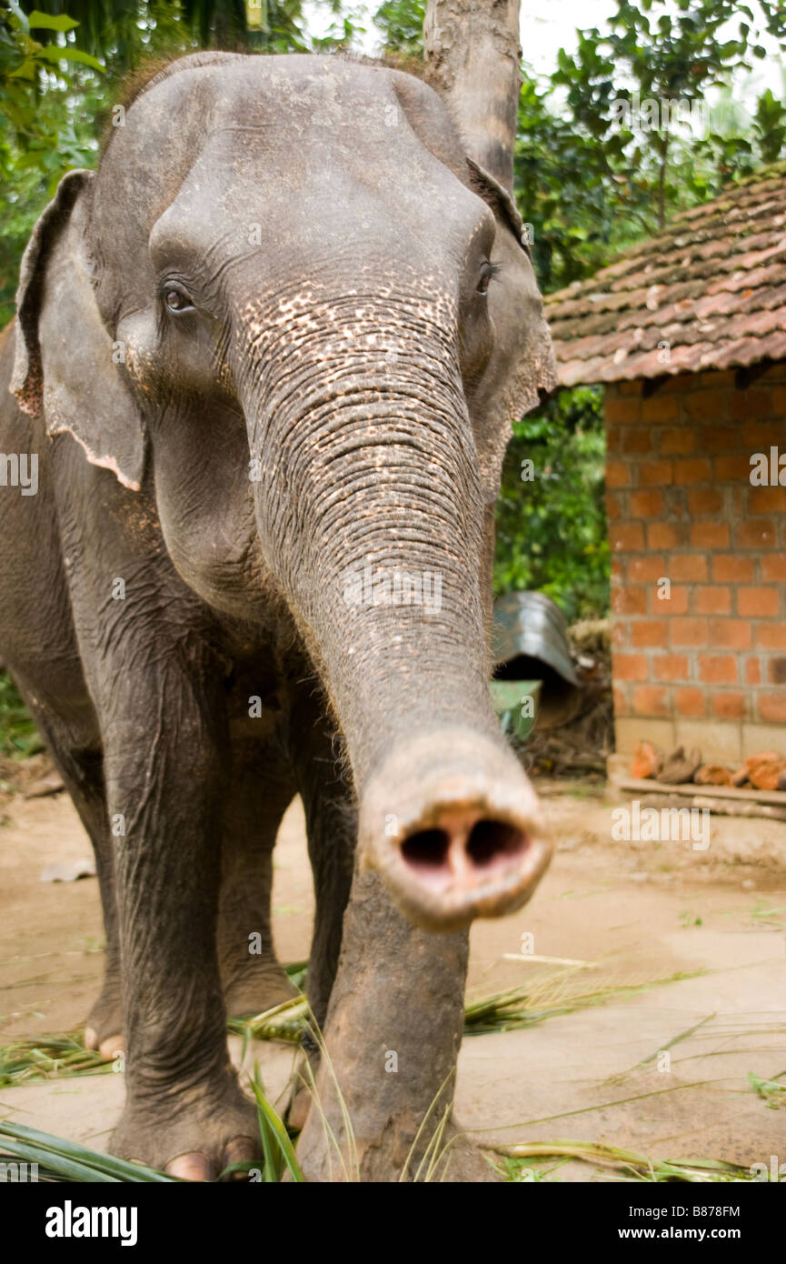 Katy Perry Elephant Trunk