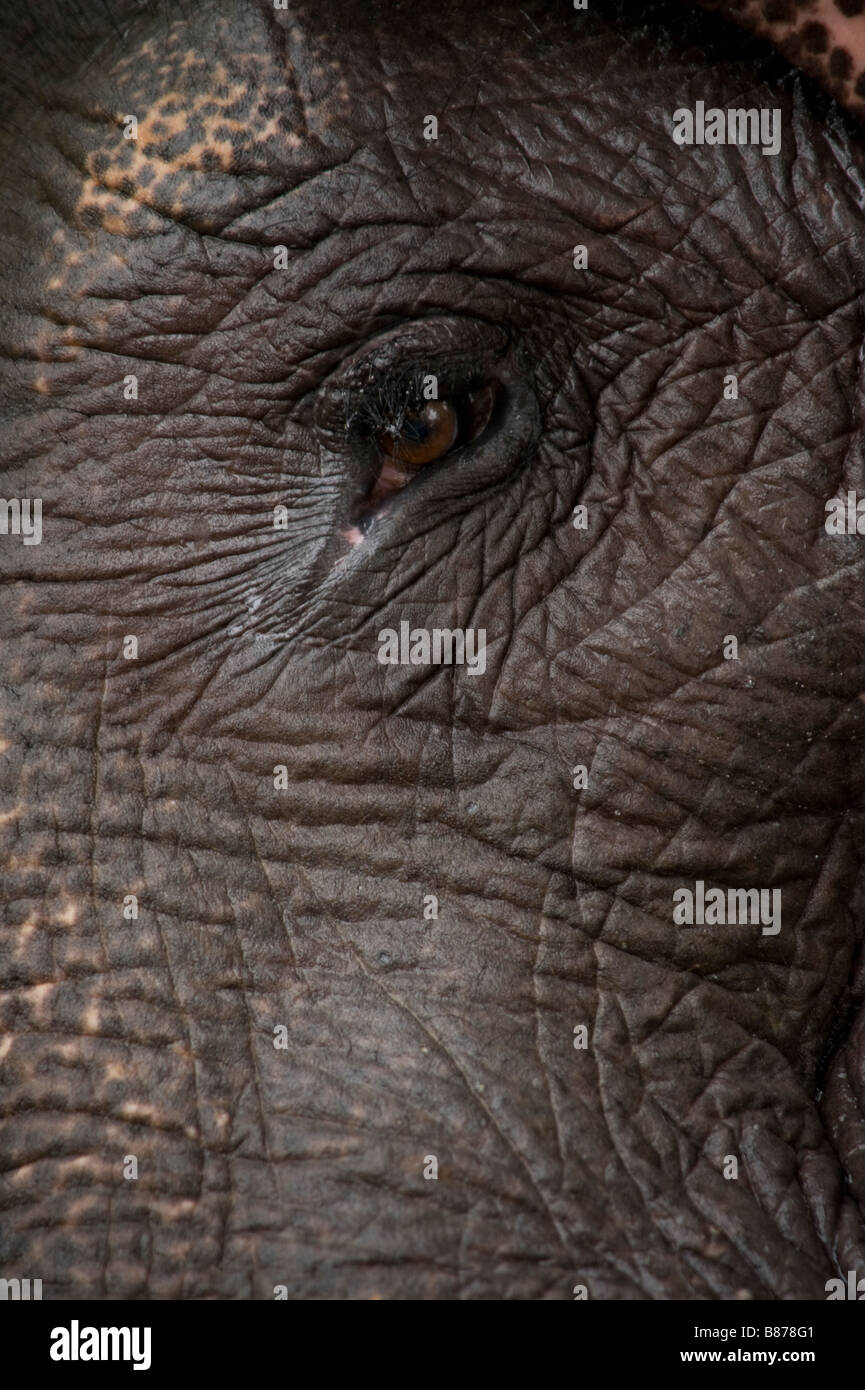 Elephant eye close up Sri Lanka 3697 Stock Photo - Alamy