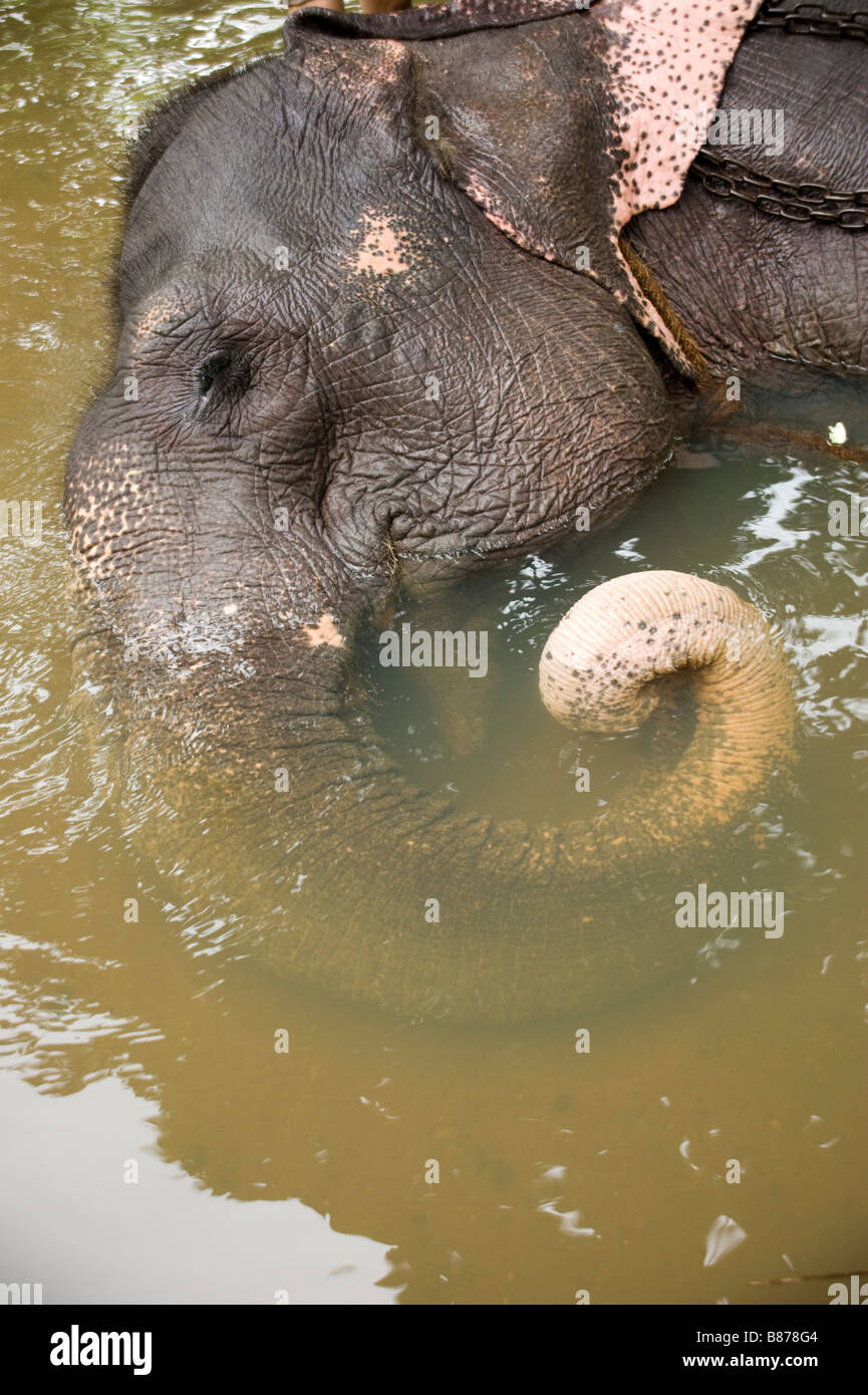 Elephant laying in river Sri Lanka 3697 Stock Photo - Alamy