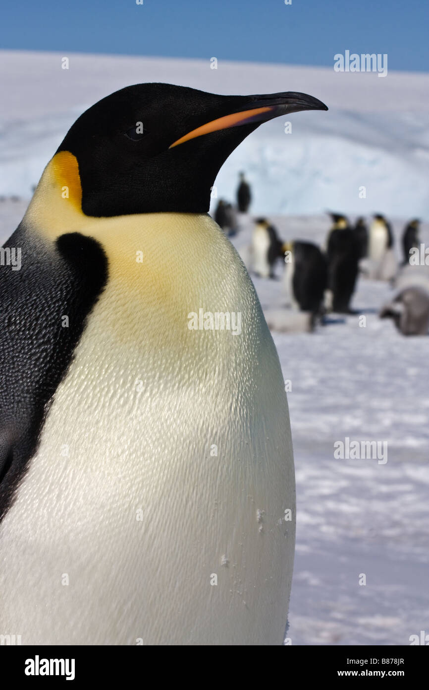 Emperor penguin antarctica hi-res stock photography and images - Alamy