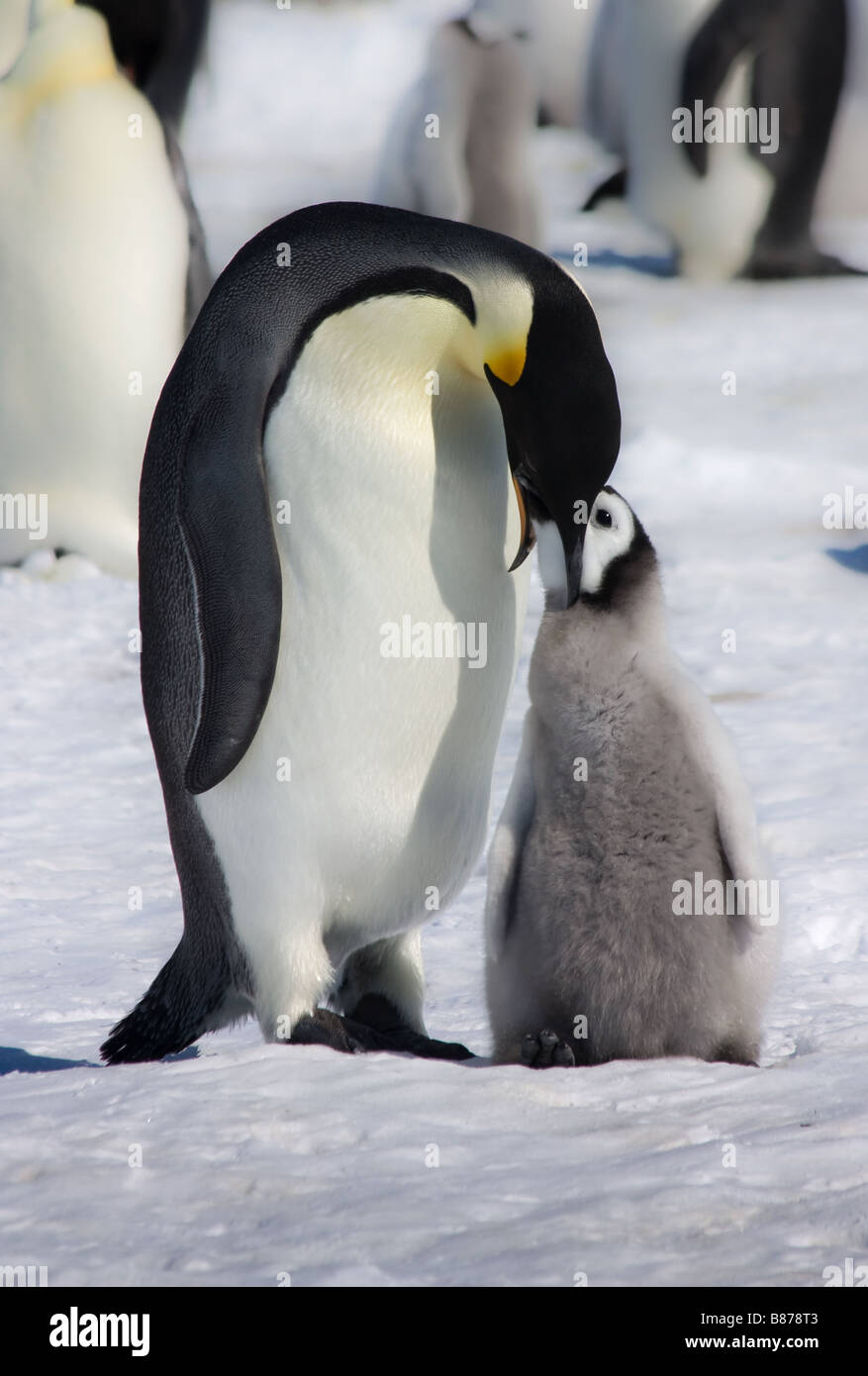 Baby Emperor Penguin Being Fed