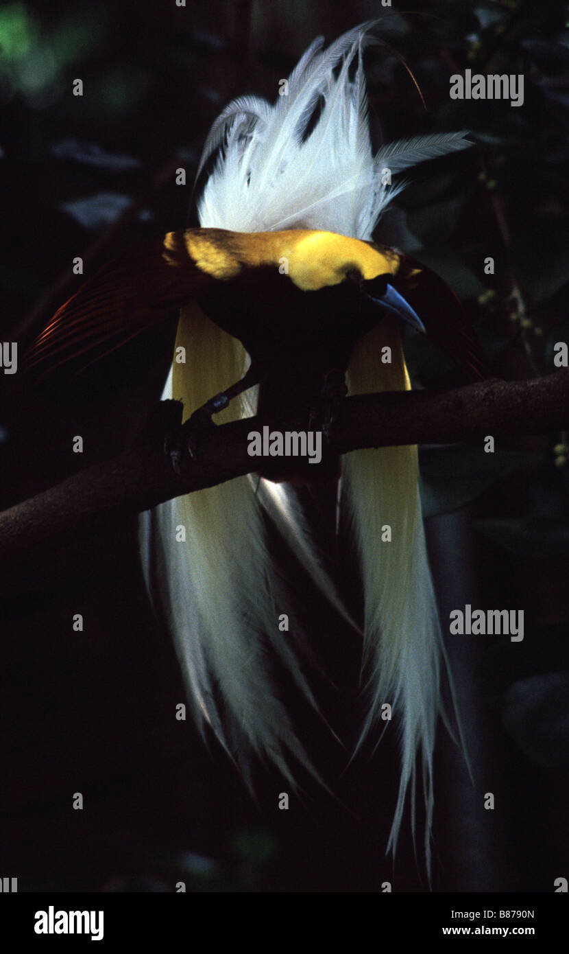 Lesser bird of Paradise, Paradisea ninor Stock Photo - Alamy